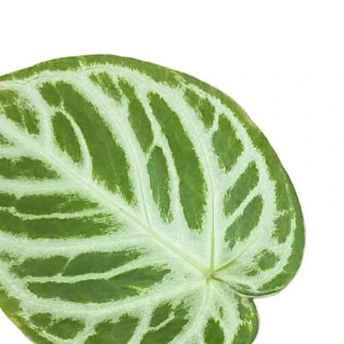 Anthurium 'Silver Blush' – Striking Silver Venation Foliage