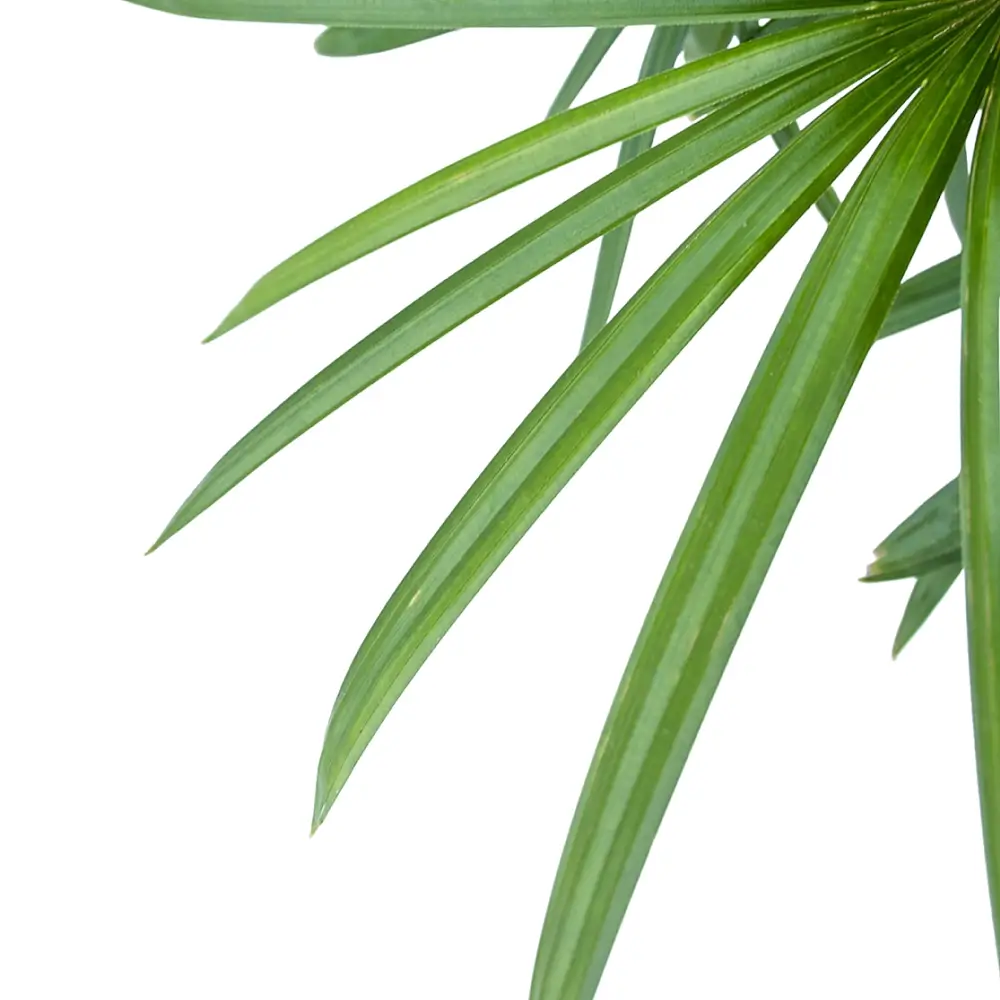 Rhapis excelsa | foliage factory