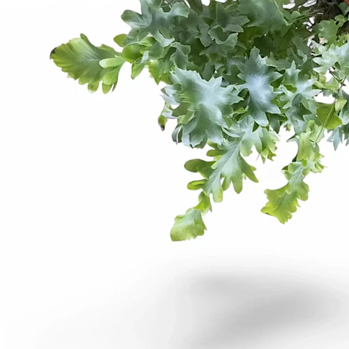 Phlebodium aureum 'Davana' – Gorgeous Wavy Blue-Green Fern