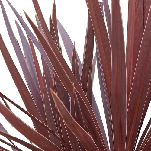 Cordyline australis 'Red Star' - Dark Red Foliage Plant