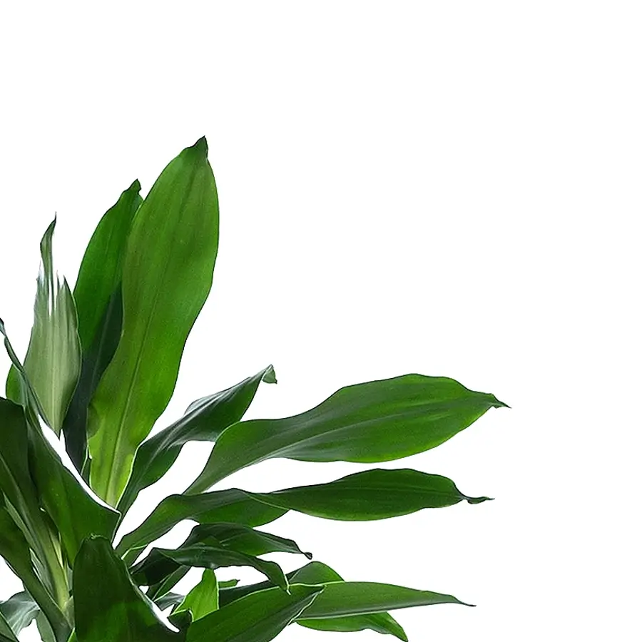 Dracaena fragrans 'Janet Lind' – buy at Foliage factory