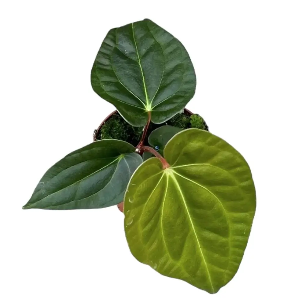 Anthurium Regale x Luxurians - Hybrid with Bullate Leaves