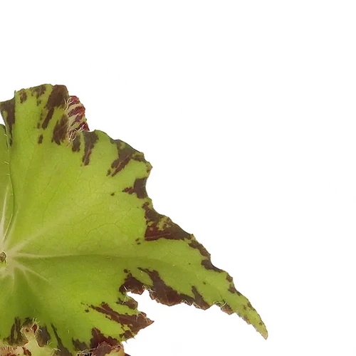 Begonia rex 'Jive' - buy online at Foliage Factory