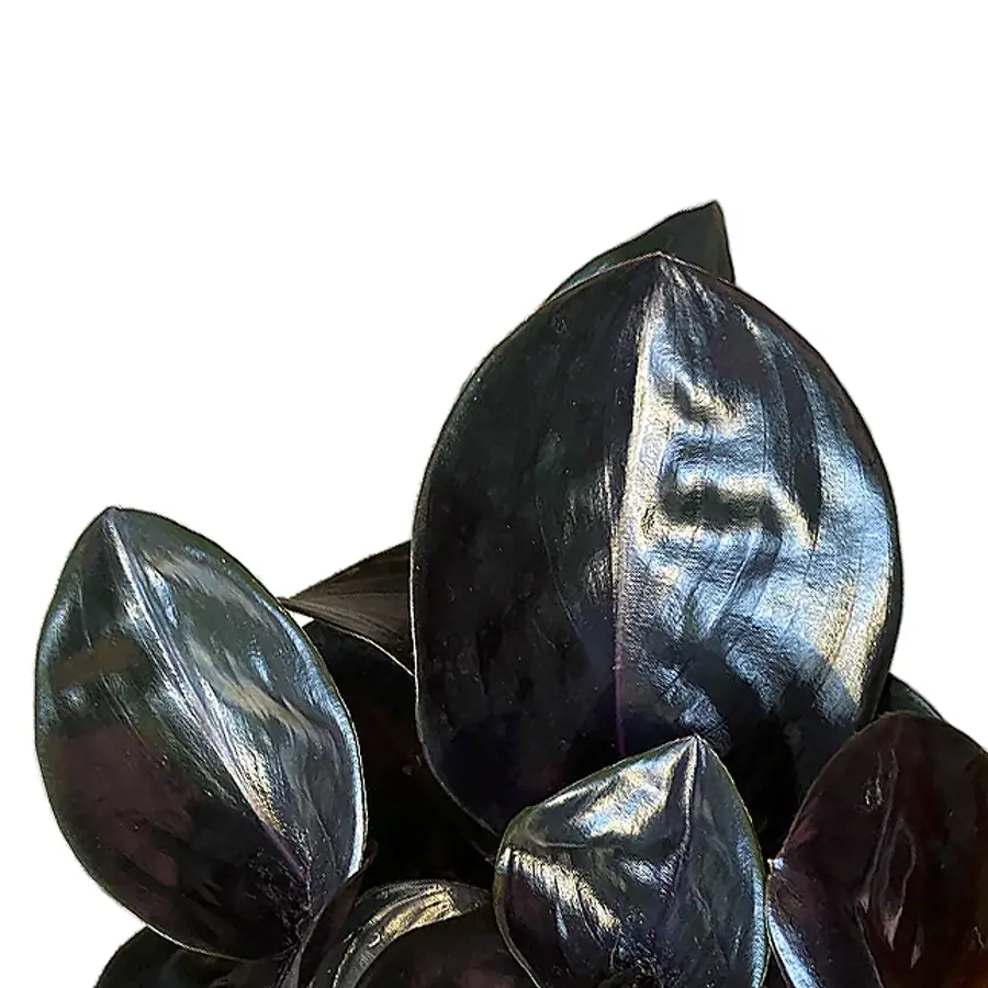 Geogenanthus ciliatus 'Midnight Pearl' - buy online at Foliage Factory