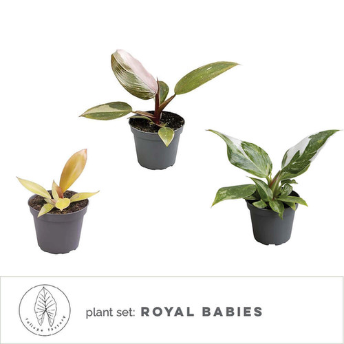 plant set: Royal Babies - Rare Baby Philodendrons
