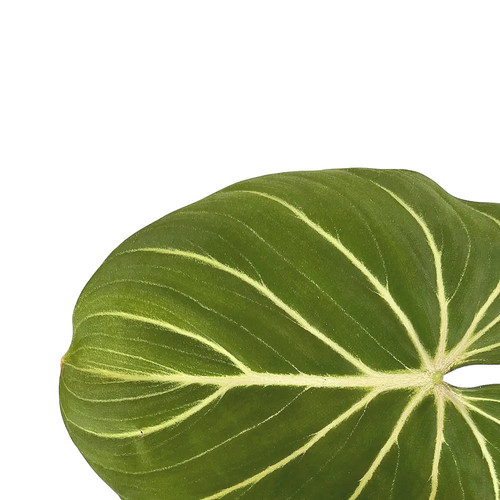 Philodendron gloriosum 'Zebra' - buy now at Foliage Factory