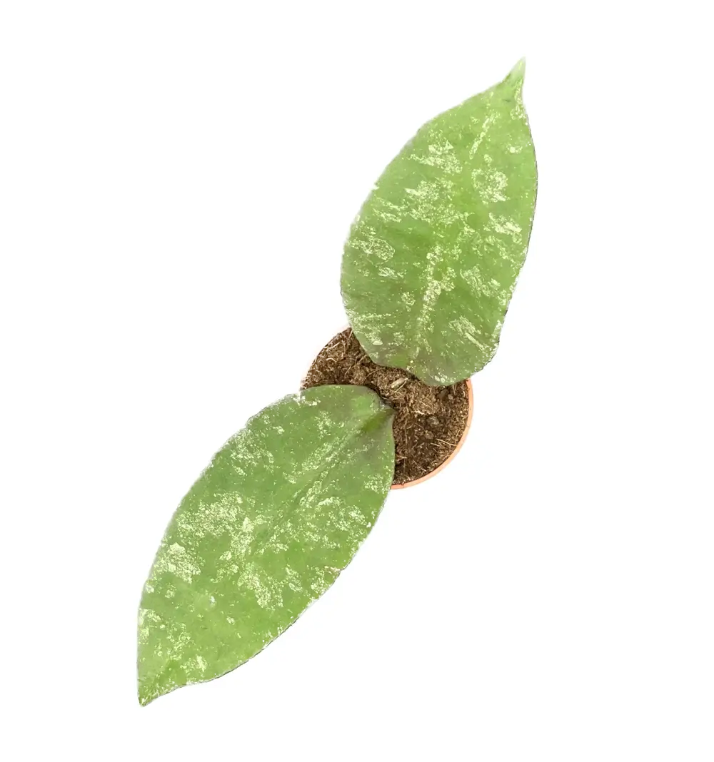 Hoya caudata 'Sumatra' – buy online now at Foliage Factory