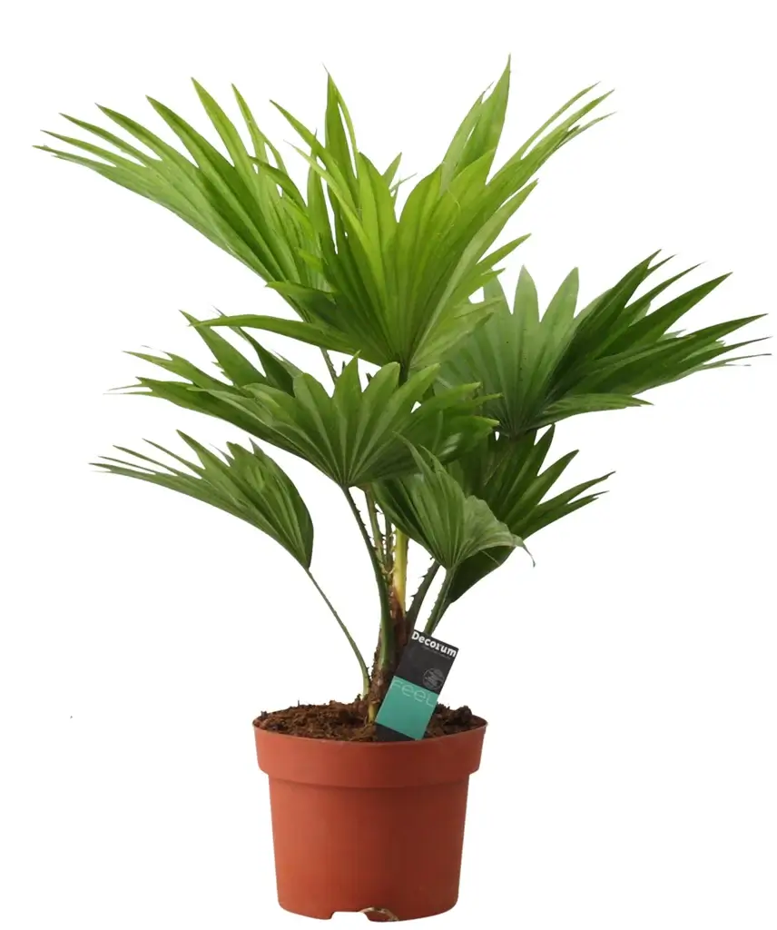 Saribus rotundifolius - buy online at Foliage Factory