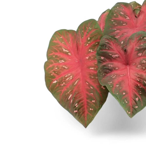 Caladium Red Flash – Striking Red and Green Foliage