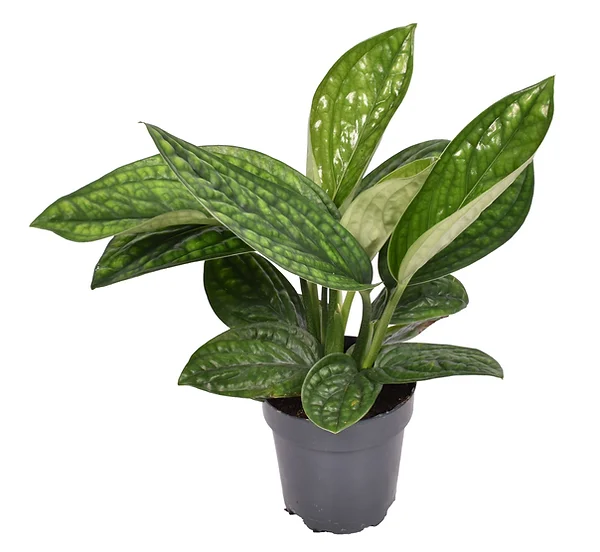 Monstera sp. Peru ('Karstenianum') - buy at Foliage Factory