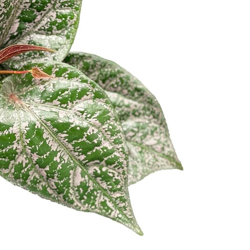Piper crocatum - Decorative Vine with Marbled Leaves