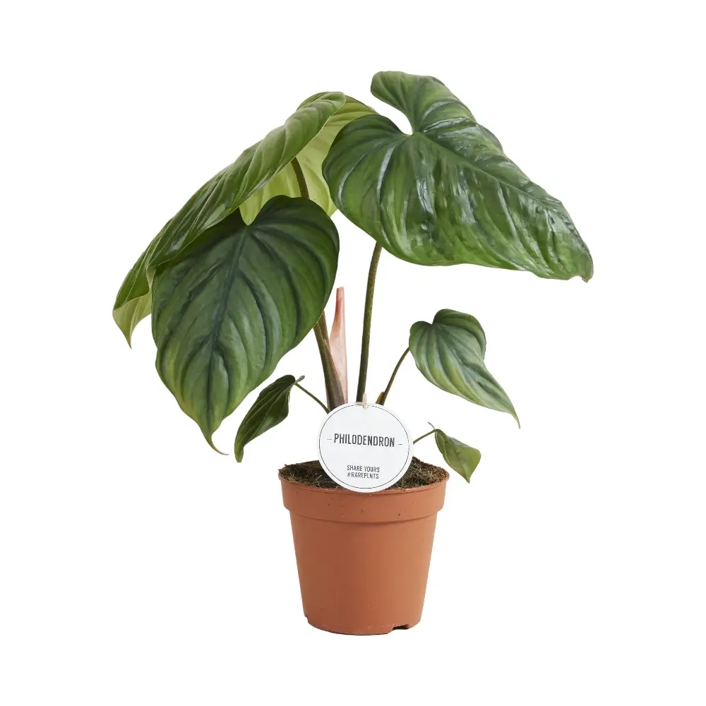 Philodendron sp Colombia - Quilted Foliage Marvel