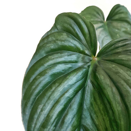 Philodendron sp 'peltatum' - foliage factory