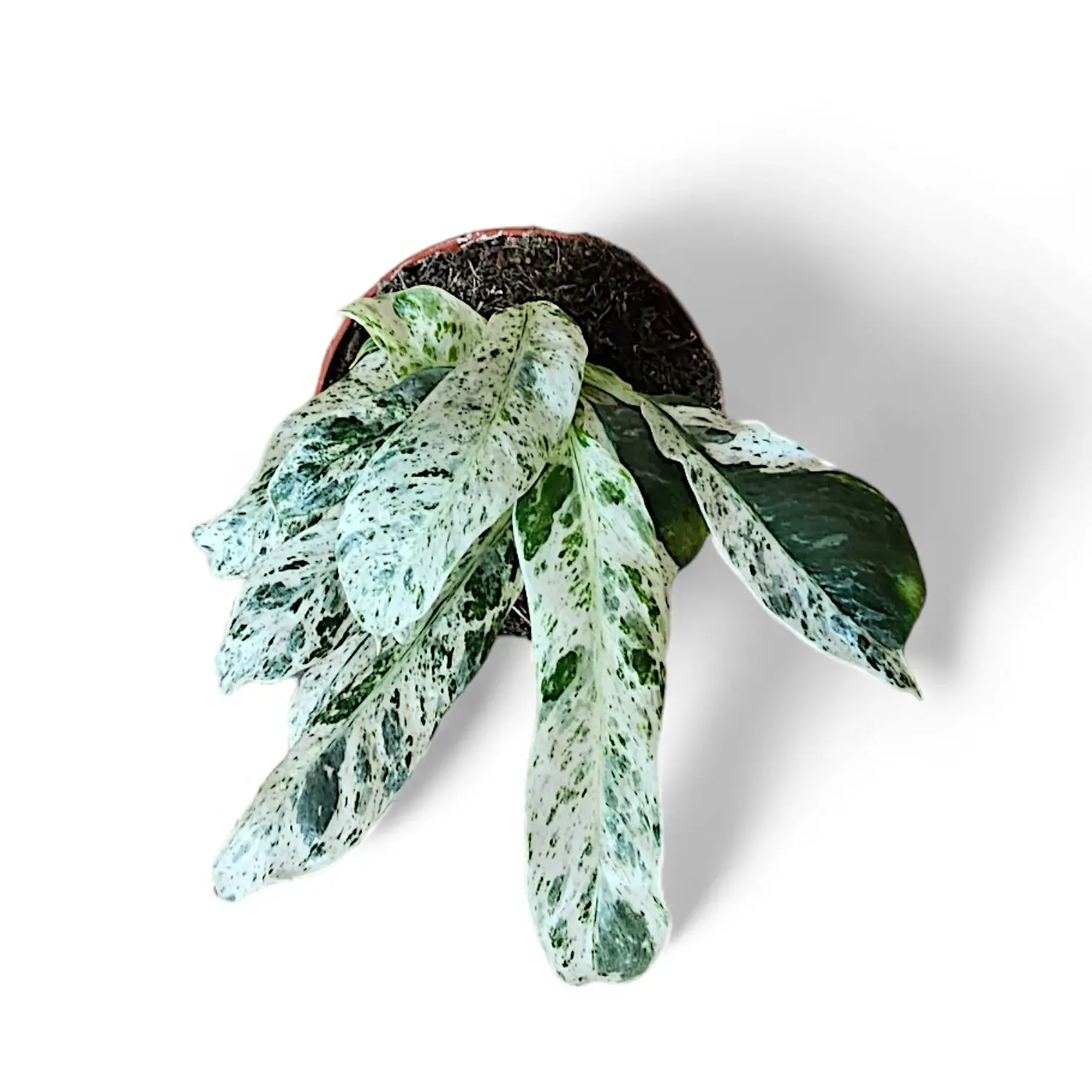 Rhaphidophora puberula variegata – Stunning Variegation