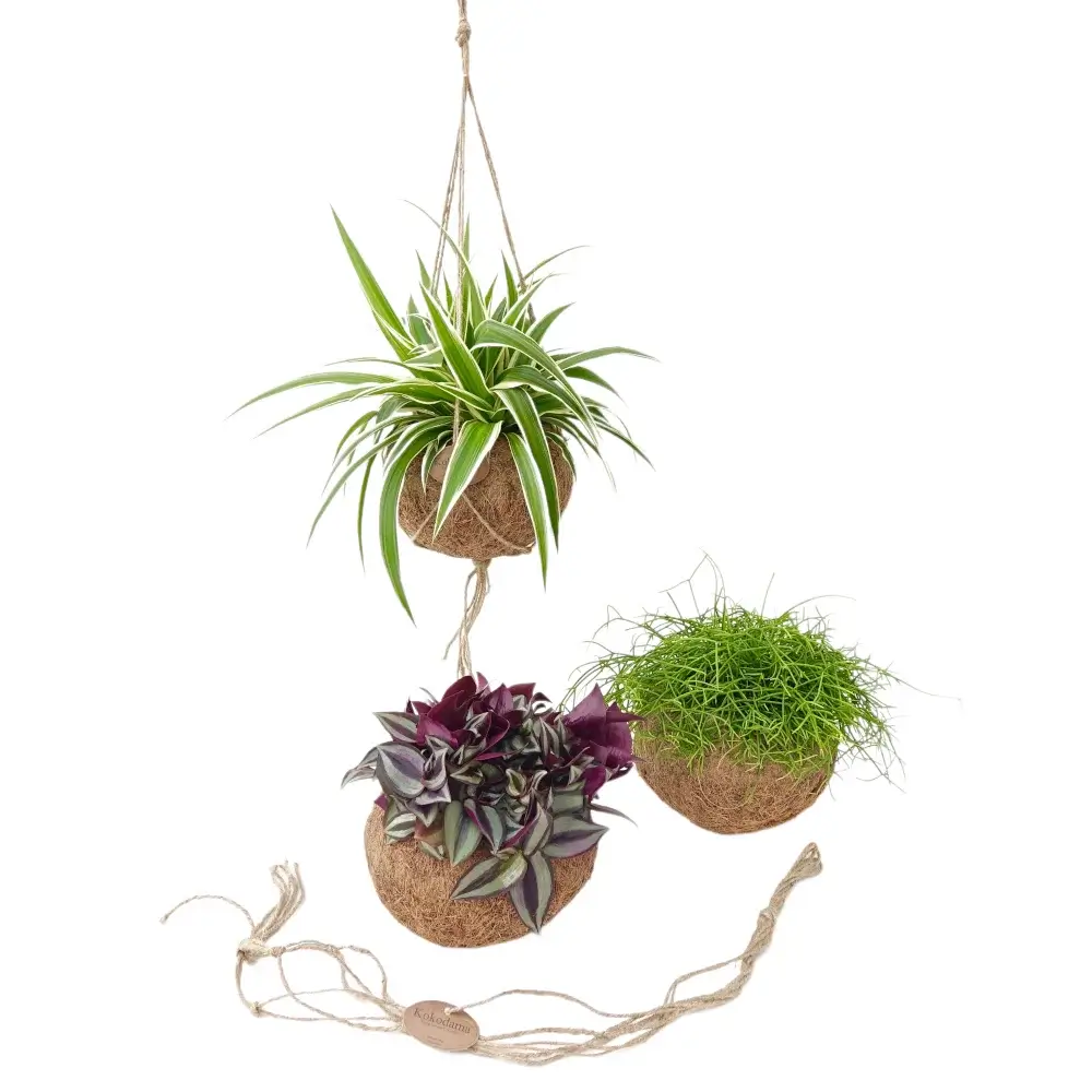 Shop plant sets | Foliage Factory