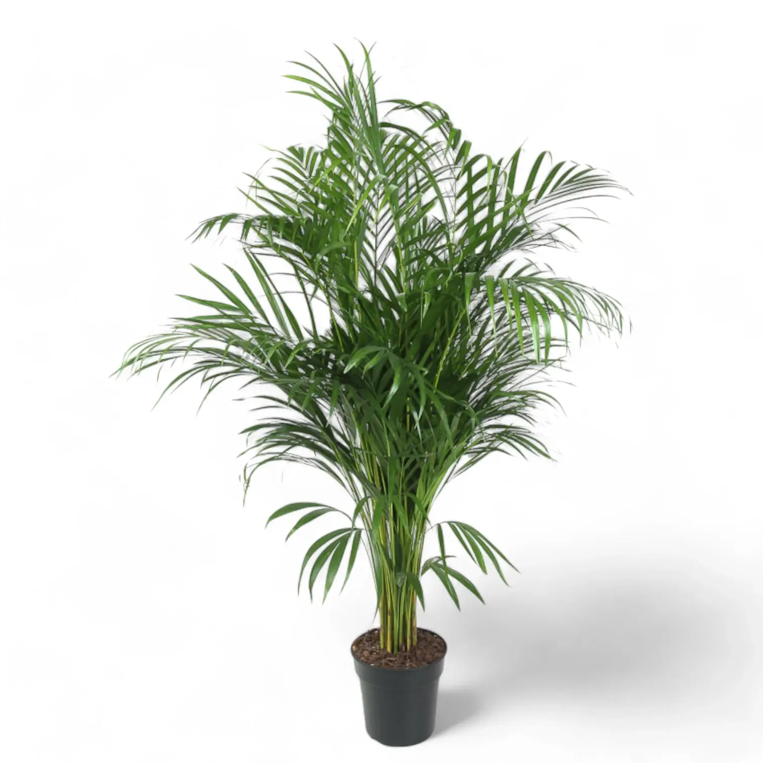 Dypsis lutescens - Buy Elegant Areca Palm with Golden Stems