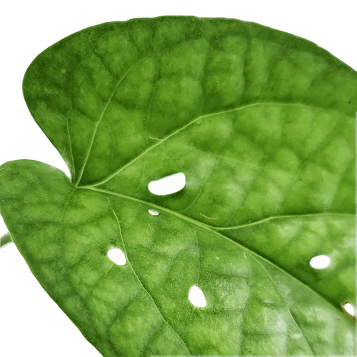 Amydrium medium 'Blue' aka SIlver'- buy at Foliage Factory