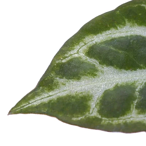 Anthurium 'Silver Blush' - Buy Houseplants at Foliage Factory