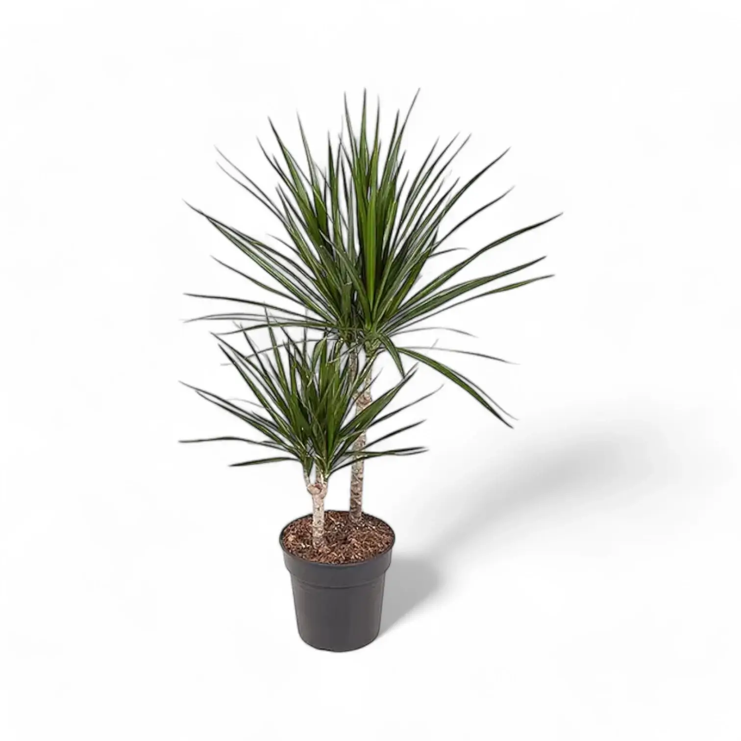 Dracaena reflexa var. angustifolia Foliage Factory