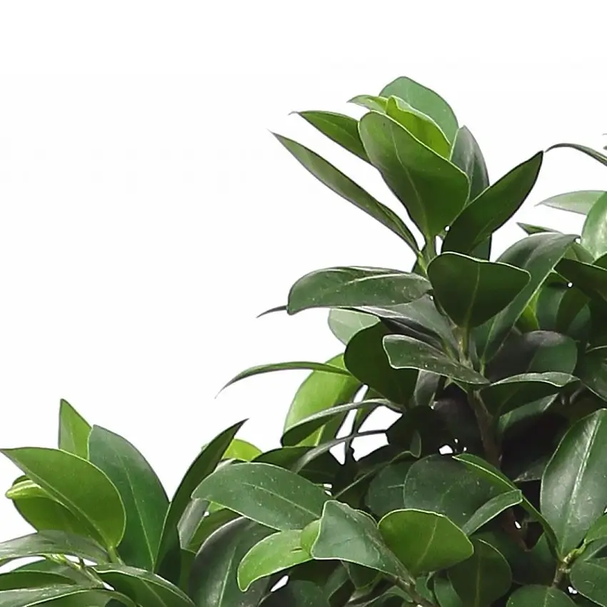 Ficus microcarpa 'Compacta' - buy online at Foliage Factory