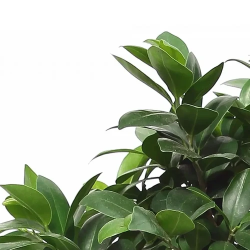 Ficus microcarpa 'Compacta' - buy online at Foliage Factory