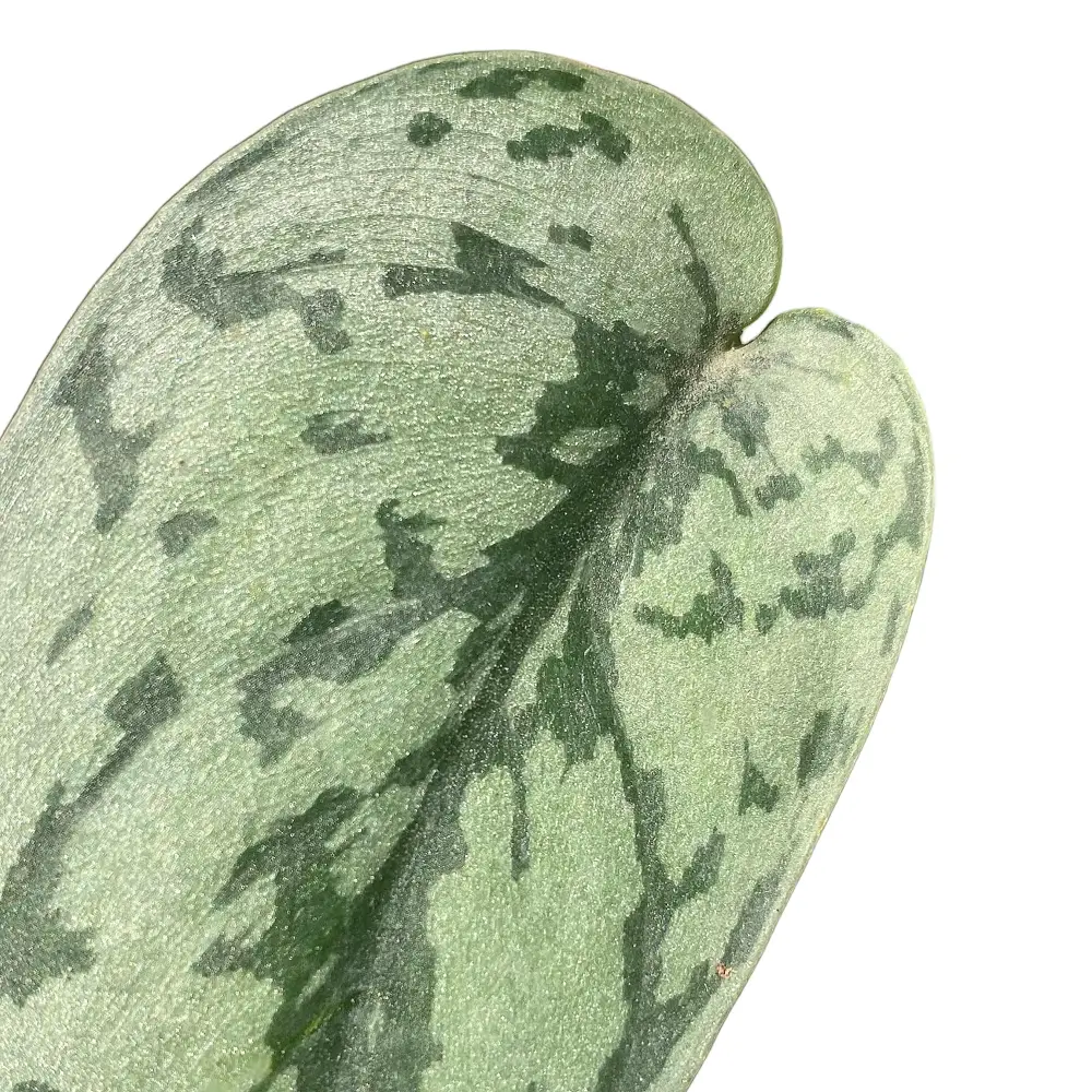 Shop Scindapsus Plants | Foliage Factory