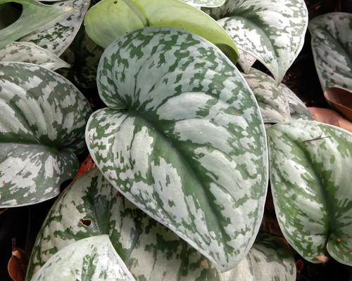 Buy Scindapsus plants online at Foliage Factory - Easy Care Aroids