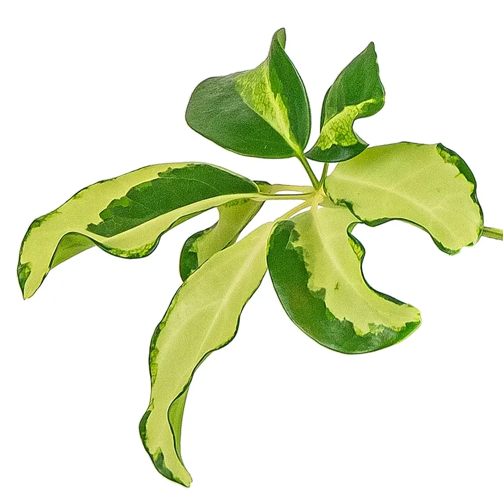 Heptapleurum (Schefflera) arboricola 'Charlotte' - Variegated Dwarf ...