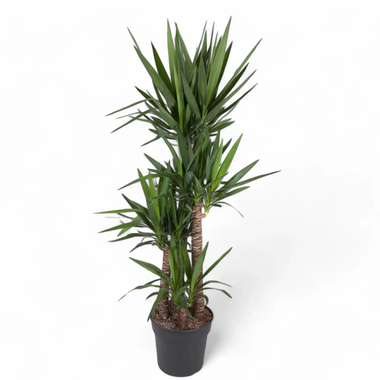 Yucca gigantea - buy online at Foliage Factory Plant Shop
