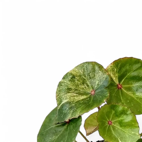 Begonia 'Rouge' variegata - order online at Foliage Factory