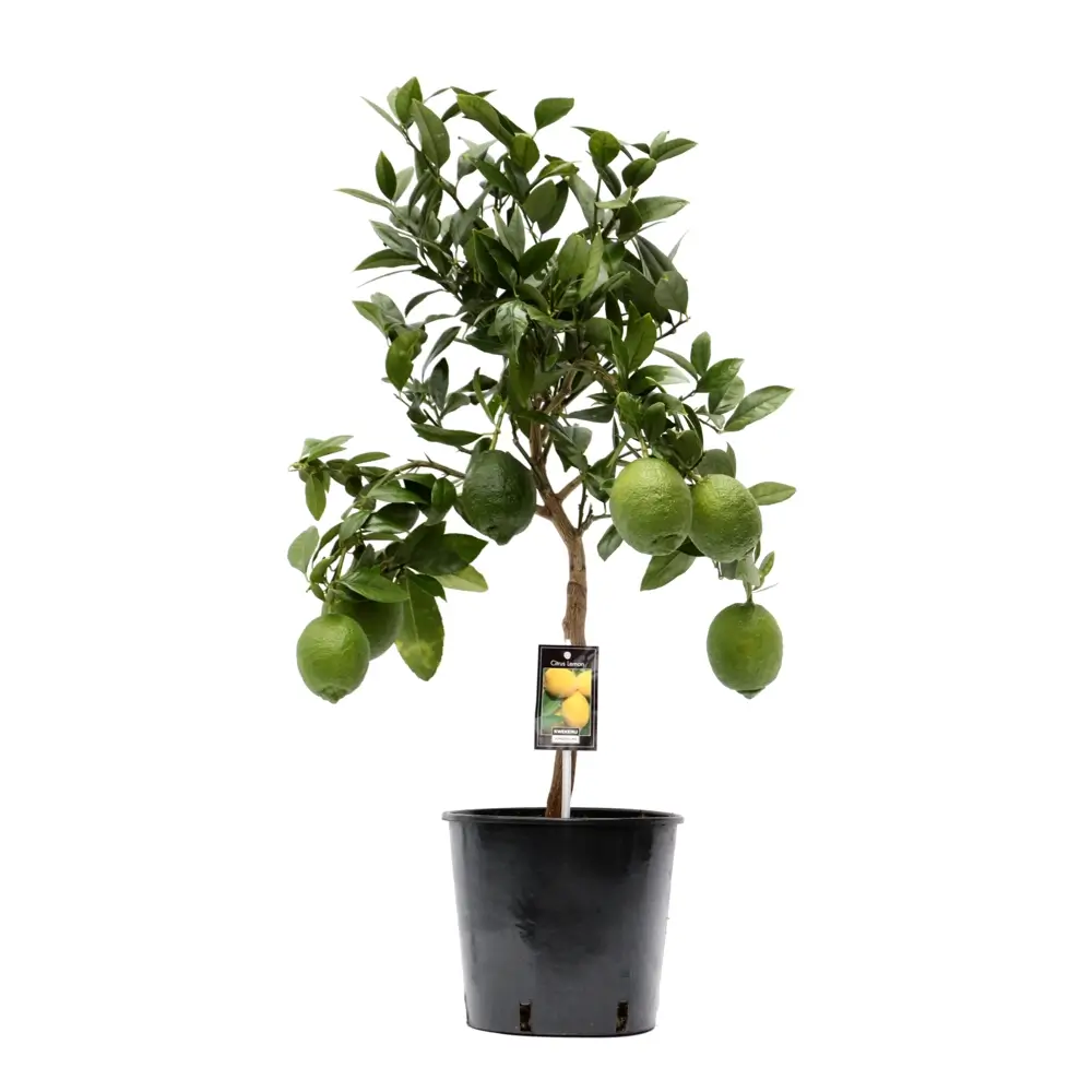 Citrus × limon 'Lemon' - buy online at Foliage Factory
