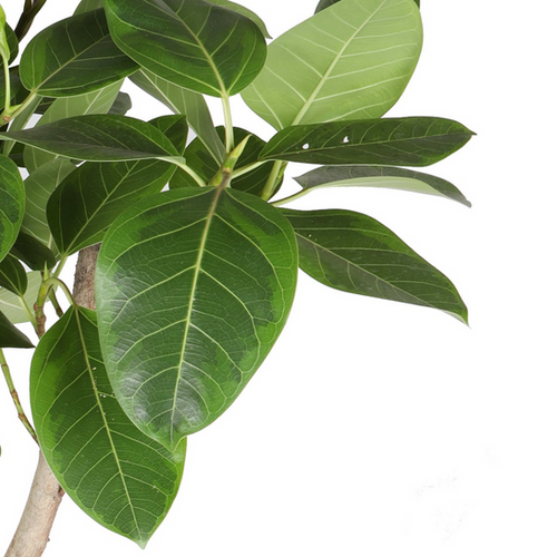Ficus altissima - buy online at Foliage Factory