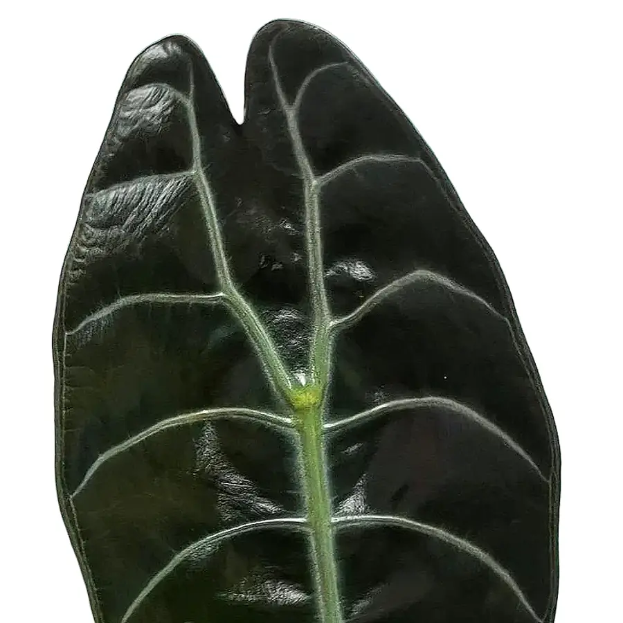 Alocasia ‘Sedenii’ - buy online at Foliage Factory