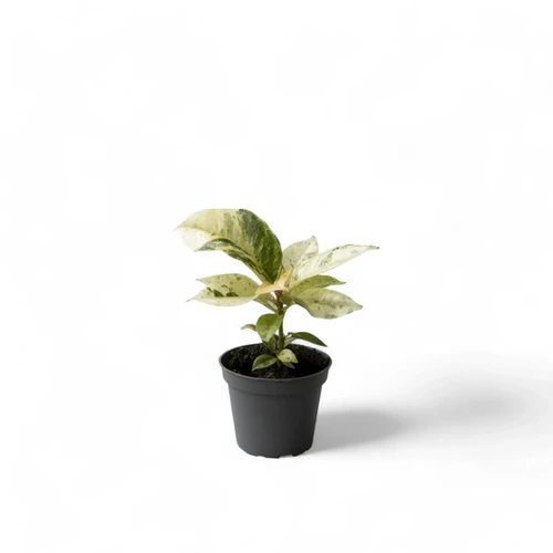 Ficus elastica 'Shivereana Moonshine' – at Foliage Factory