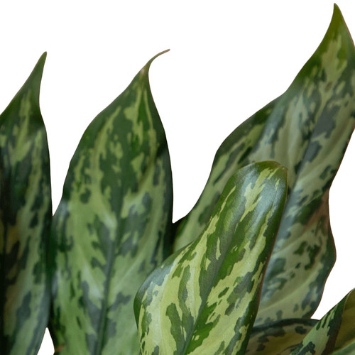 Aglaonema 'Romeo' - buy online at Foliage Factory Shop