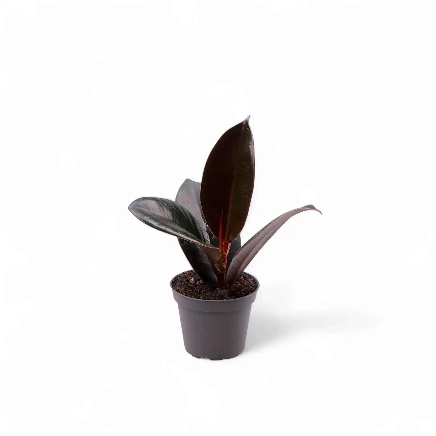 Ficus elastica 'Robusta' - buy at Foliage Factory