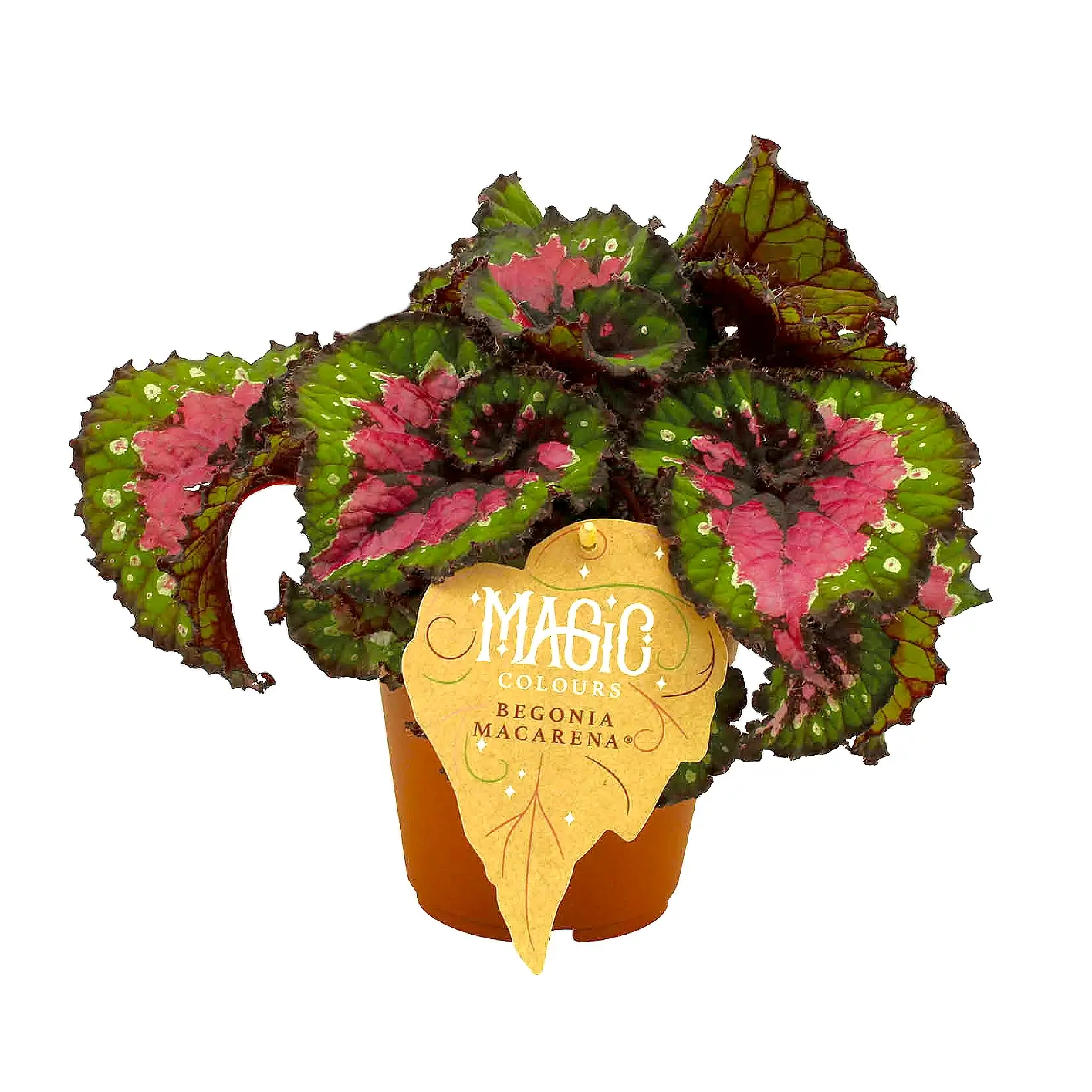 Begonia rex 'Macarena' - buy online at Foliage Factory
