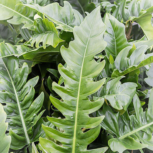 Philodendron 'Narrow' aka 'Tiger Tooth' aka 'Jugle boogie' | foliage ...