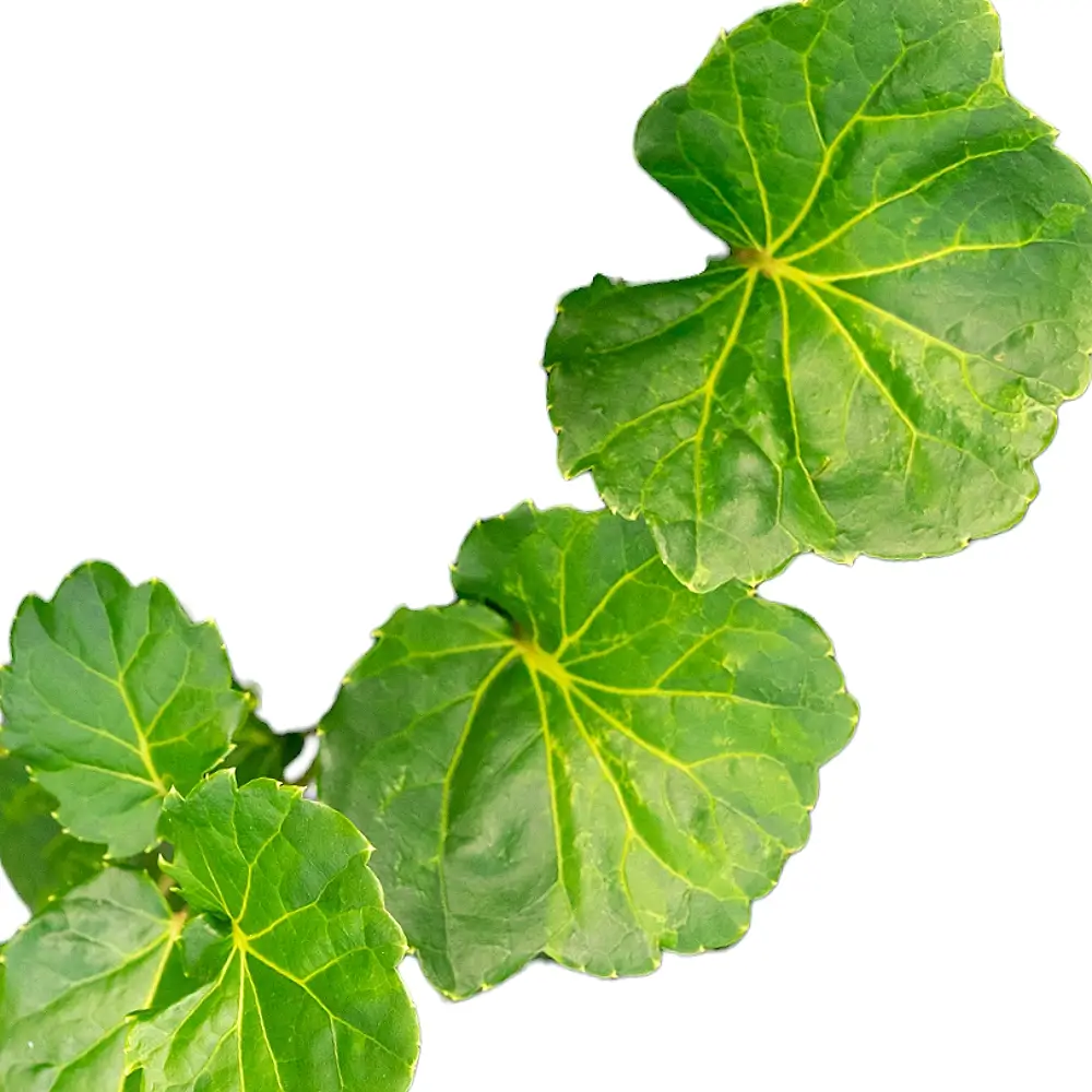 Polyscias pinnata ‘Green Lemon’ - buy online at Foliage Factory