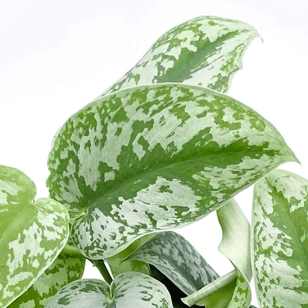 Scindapsus pictus 'Exotica' – buy online at Foliage Factory