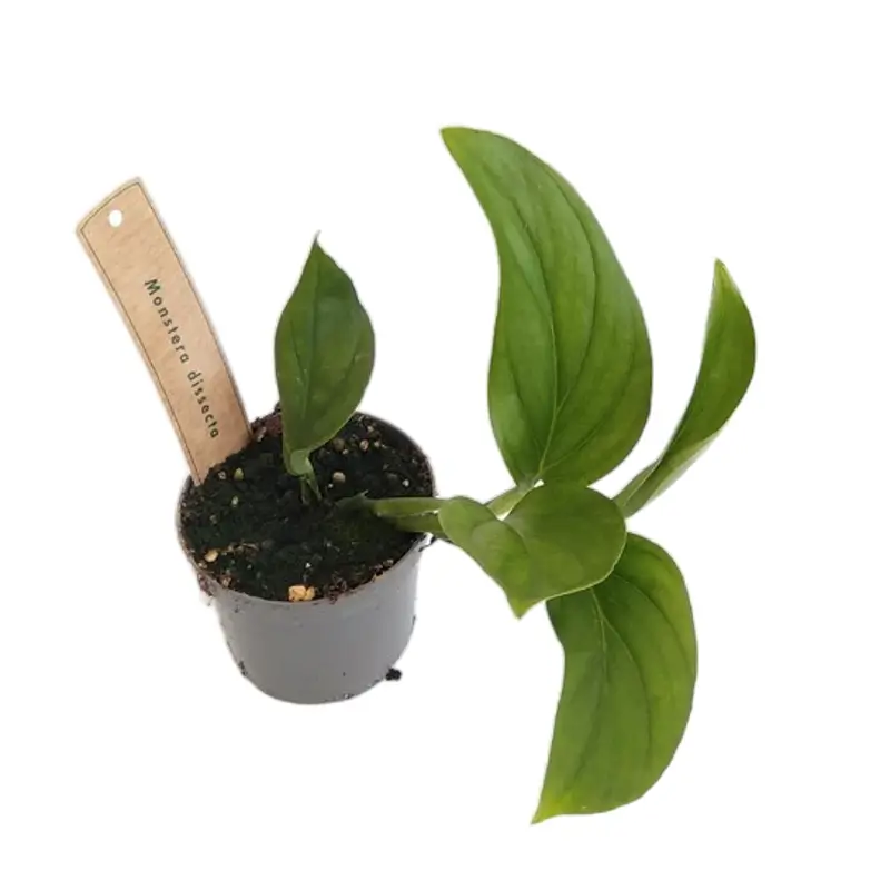 Monstera dissecta - Info and Care at Foliage Factory Shop