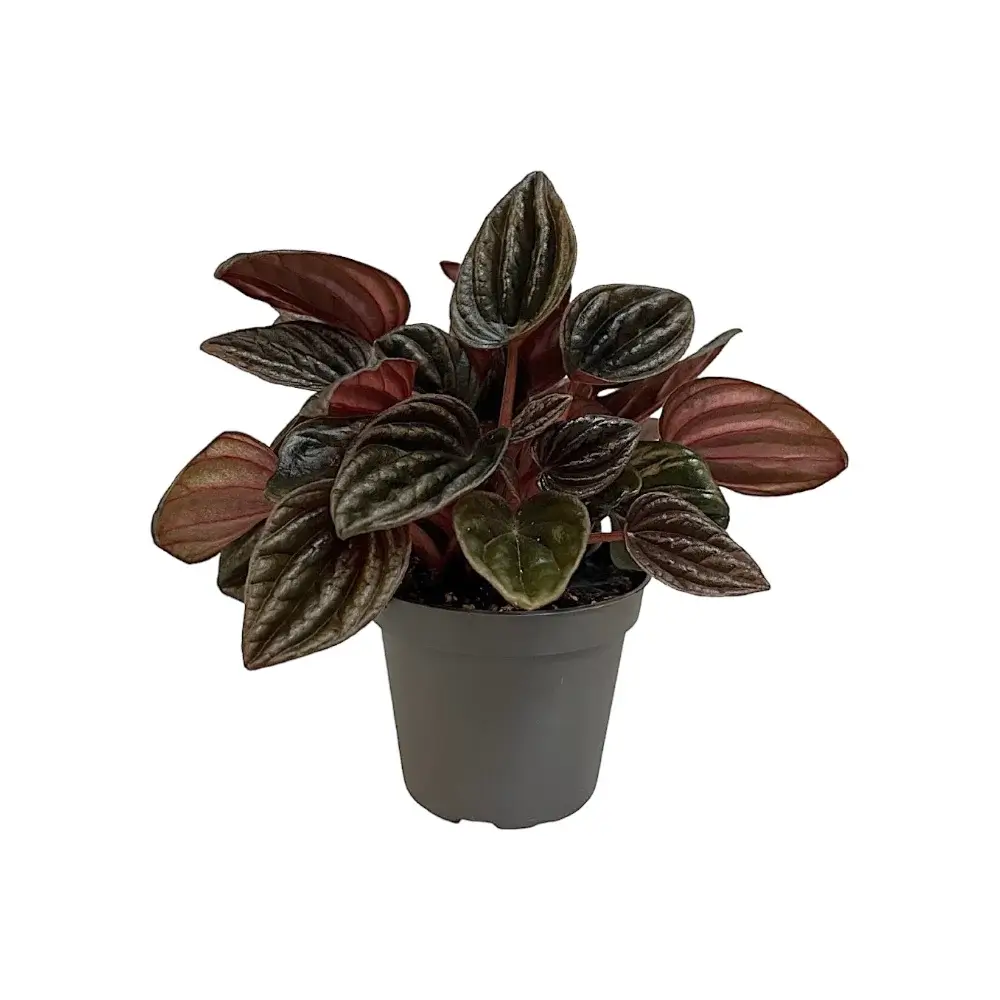 Peperomia genus | foliage factory