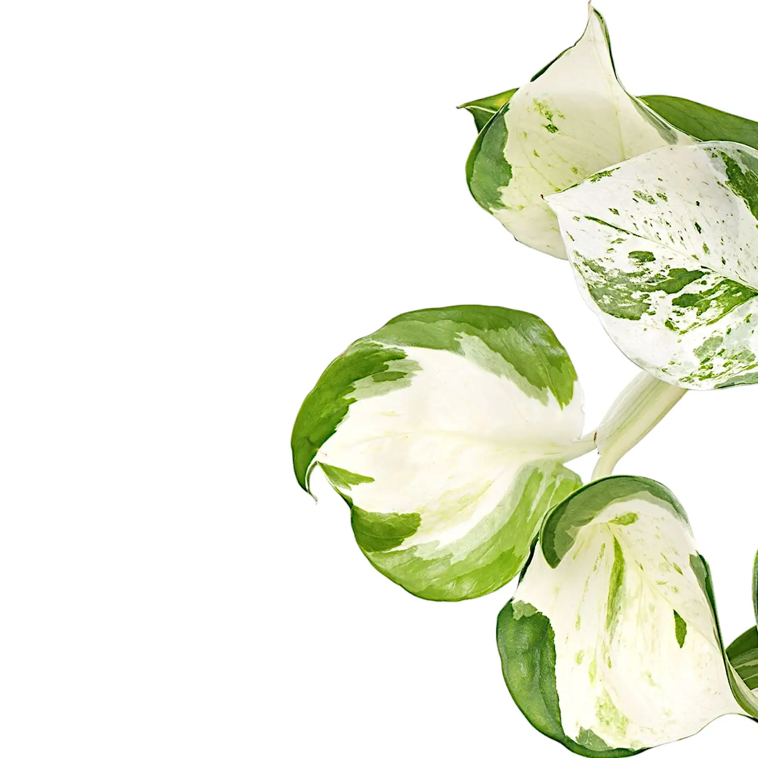 Epipremnum aureum 'Happy Leaf' - buy at Foliage Factory