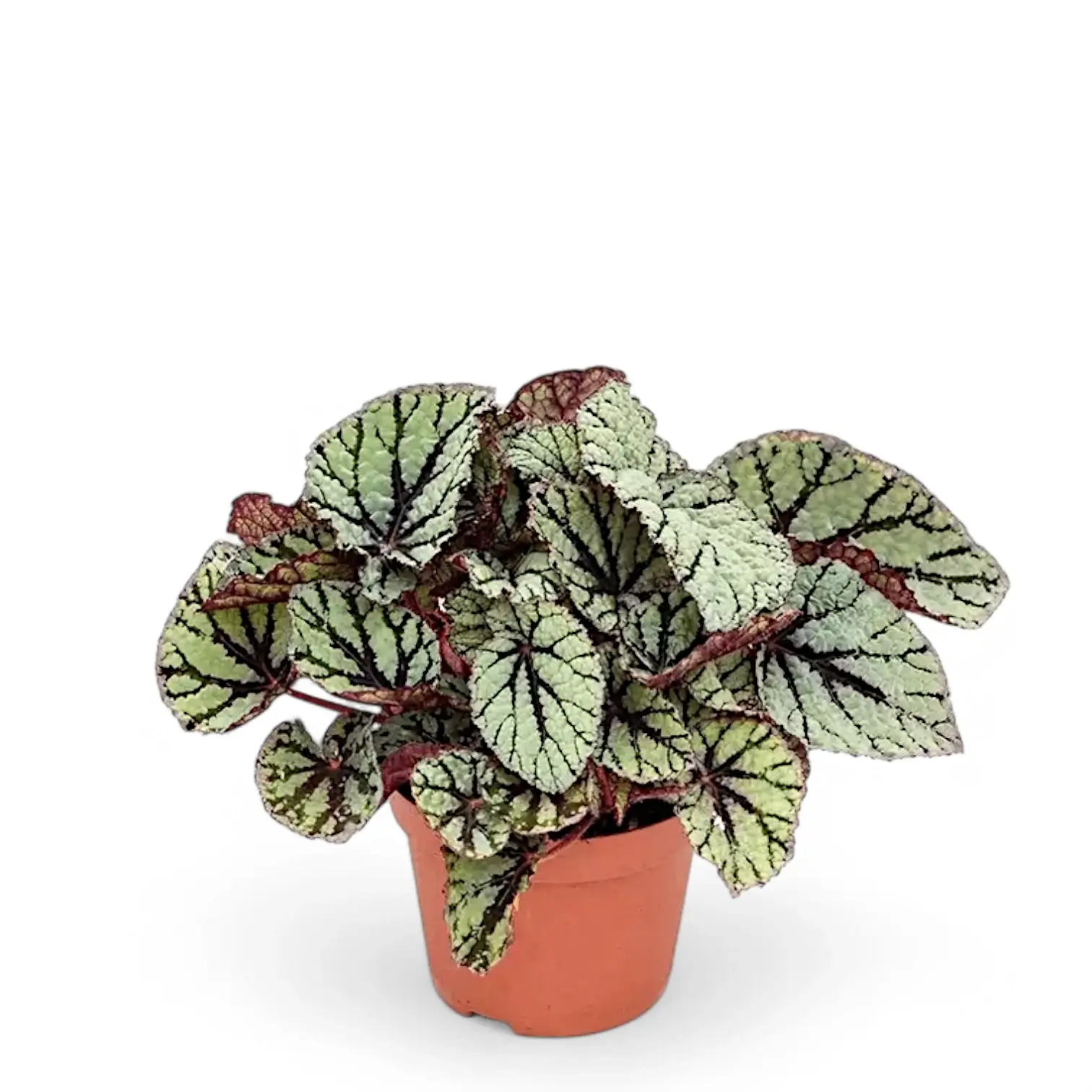 Begonia rex 'Fedor' - buy online at Foliage Factory Shop