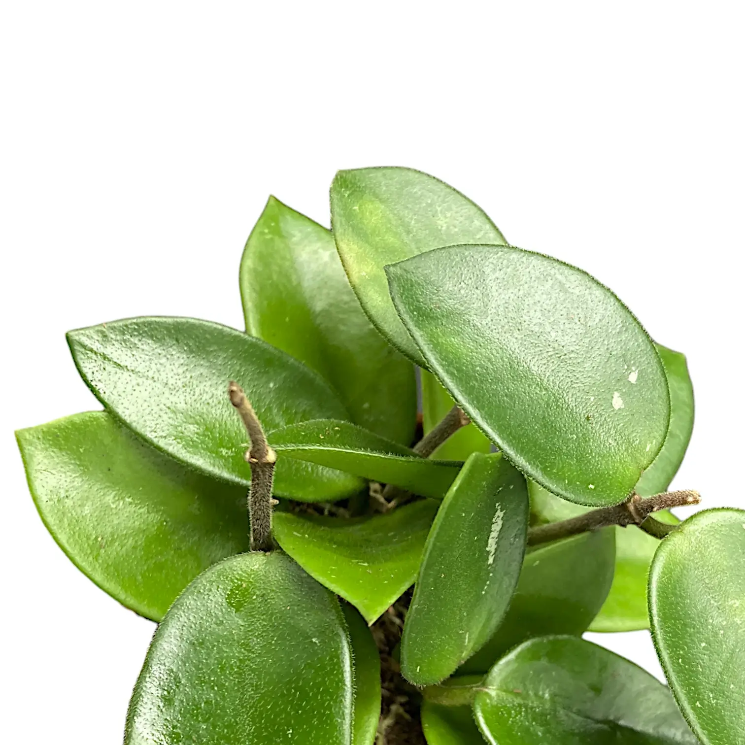 Hoya 'Chouke' – buy online now at Foliage Factory Shop