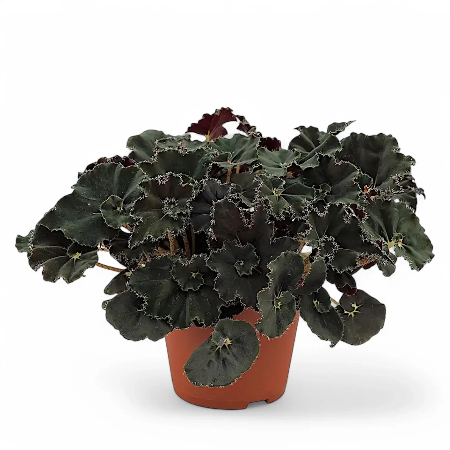 Begonia rex 'Black Mambo' – Bold Black Foliage Plant