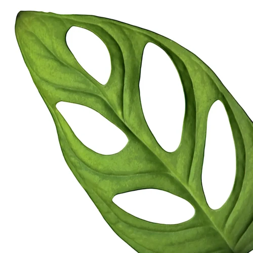 Monstera adansonii 'Monkey Leaf' – buy at Foliage Factory
