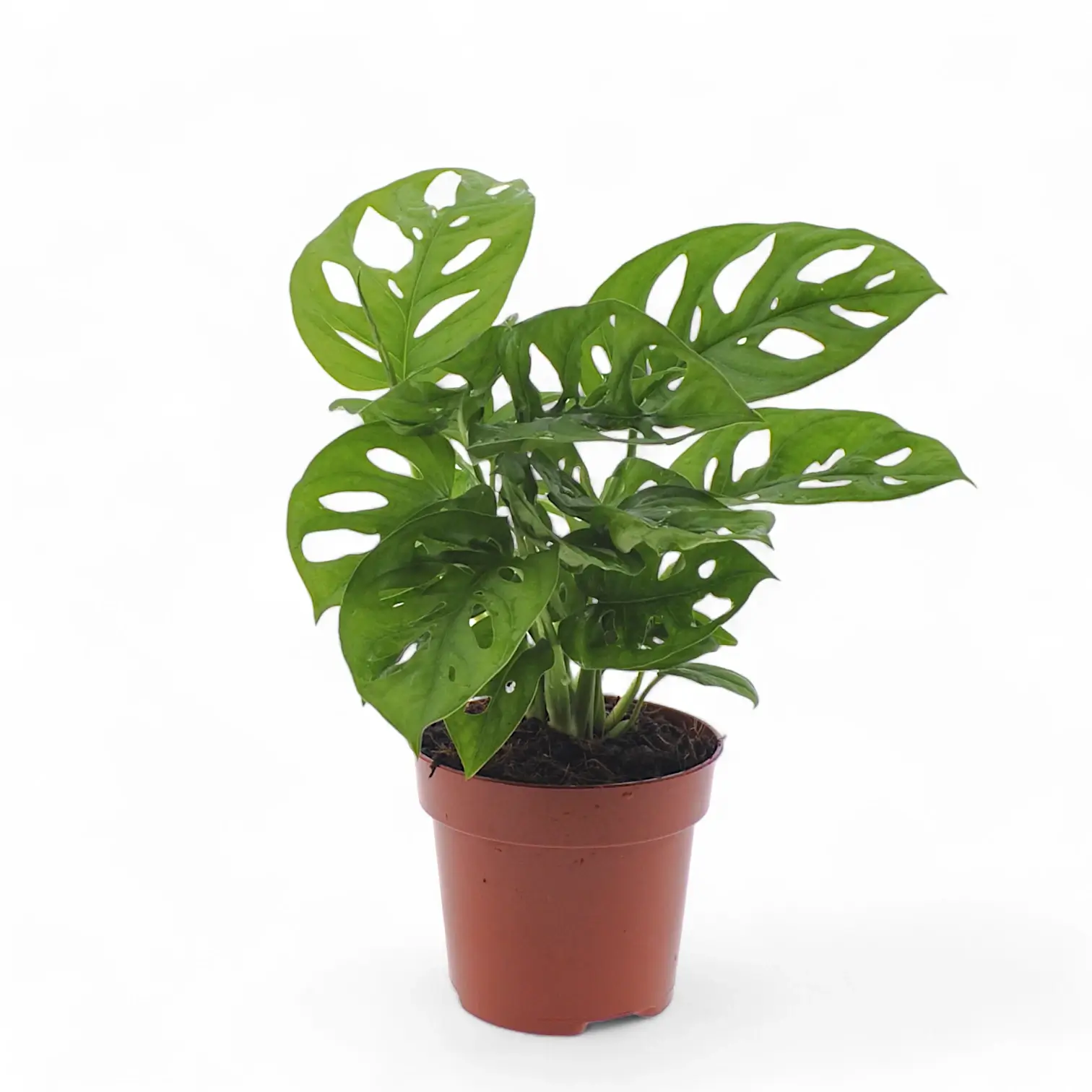 Monstera adansonii 'Monkey Leaf' – buy at Foliage Factory