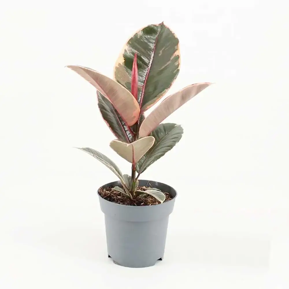 Buy Ficus elastica ‘Belize’ (‘Red Ruby’) at Foliage Factory