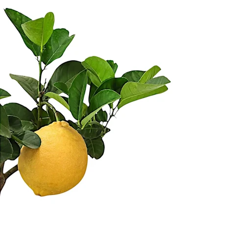 Citrus limon x Citrus paradisi 'Lipo' - buy at Foliage Factory